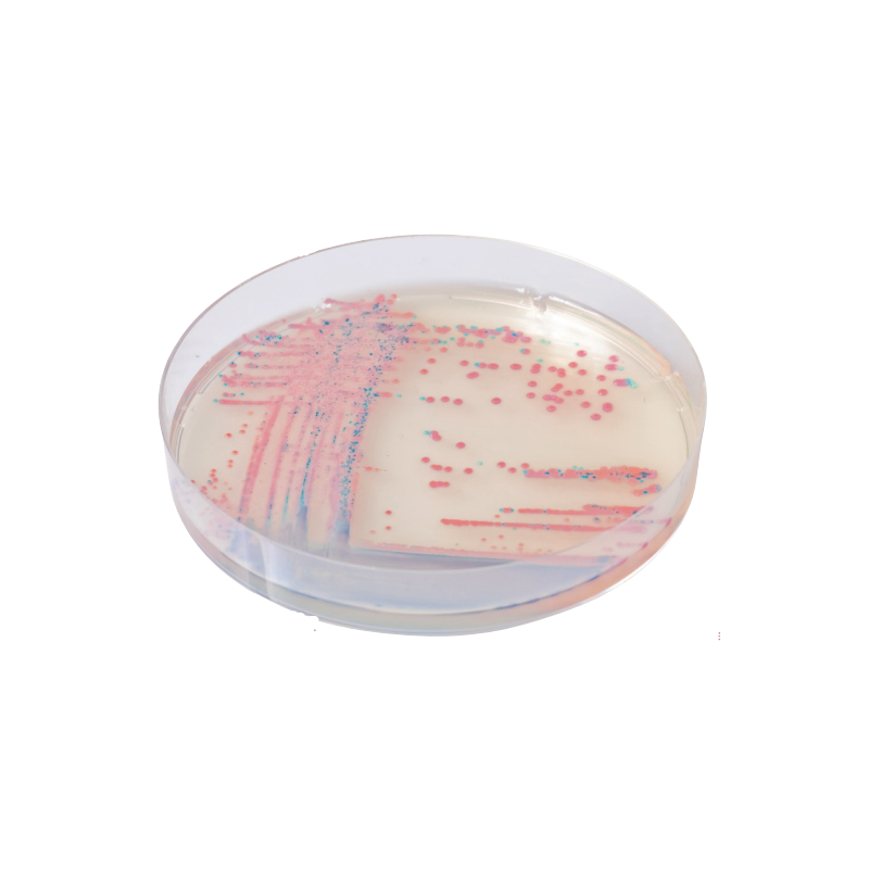 CHROMagar Staph. Aureus (5L)