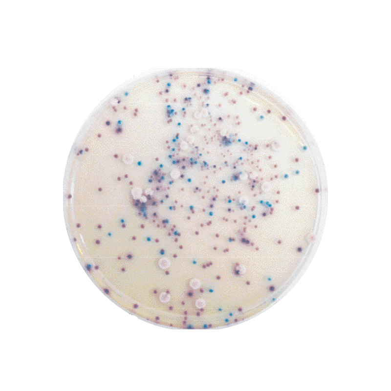 CHROMagar Candida (5L)